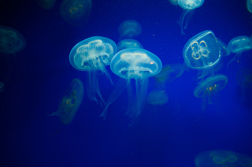 Les animaux marins en Australie - pvtistes.net