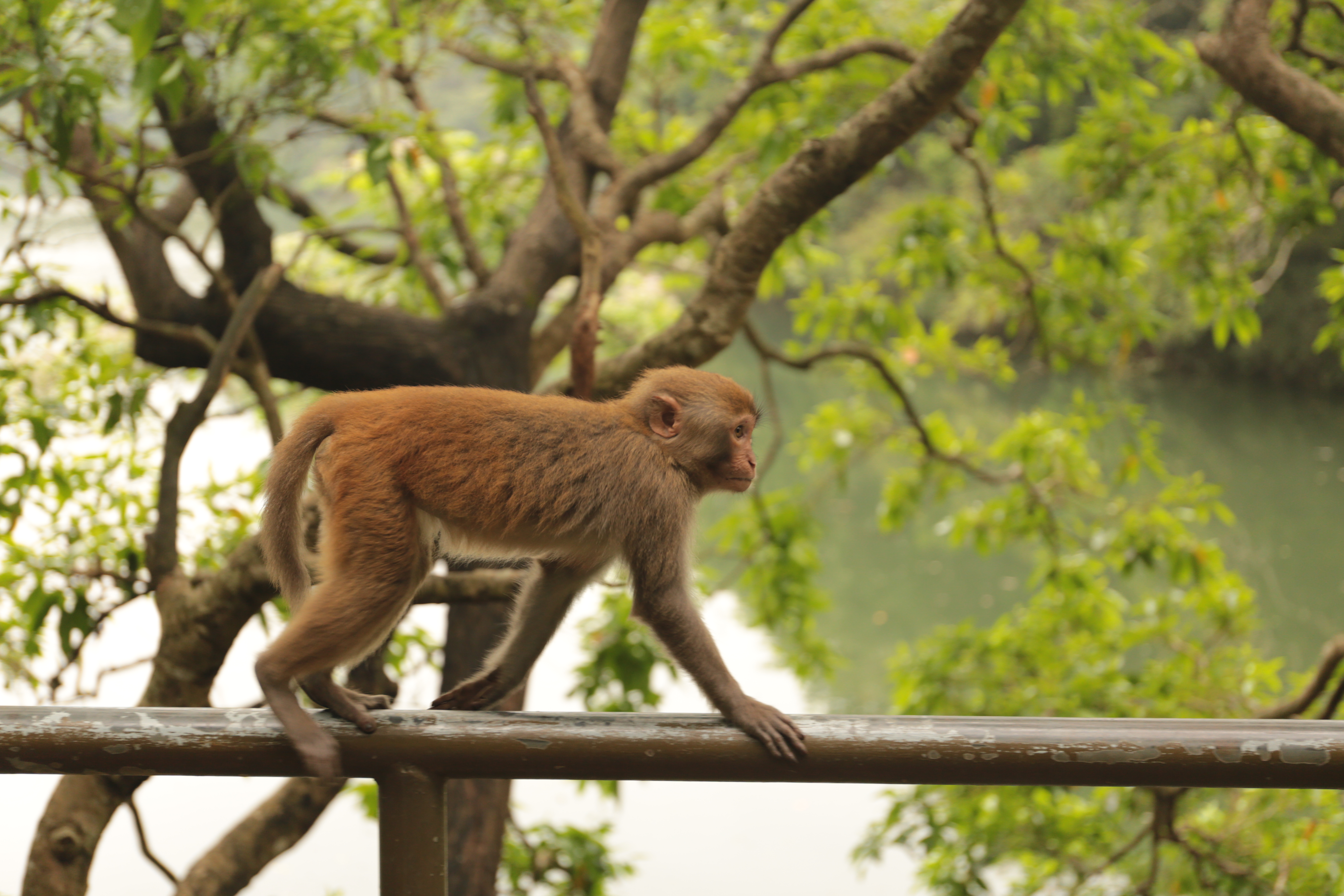 Monkey Hill : randonnées et observation de singes à Hong Kong