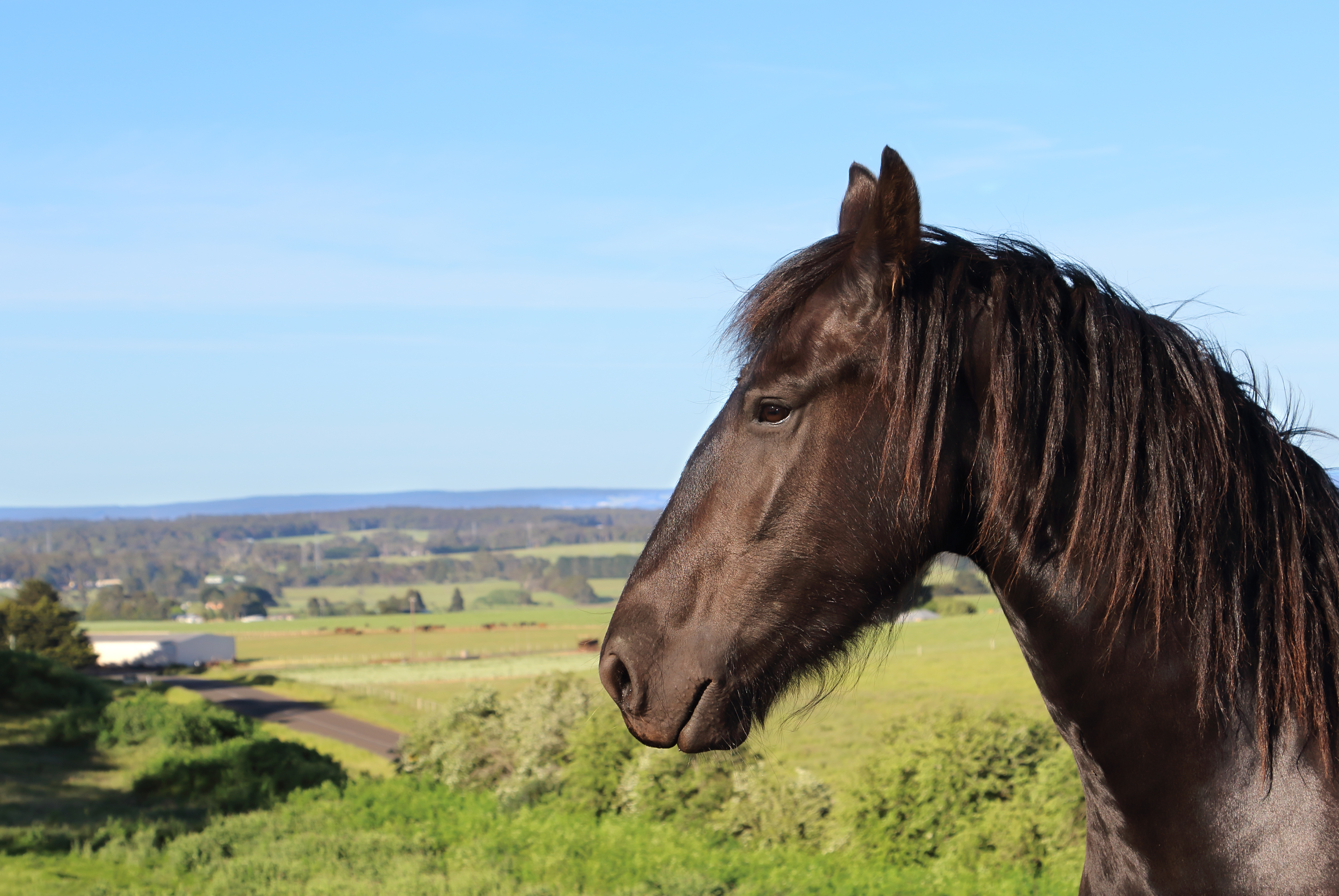 Etre ouvrière agricole et travailler auprès des chevaux en Australie